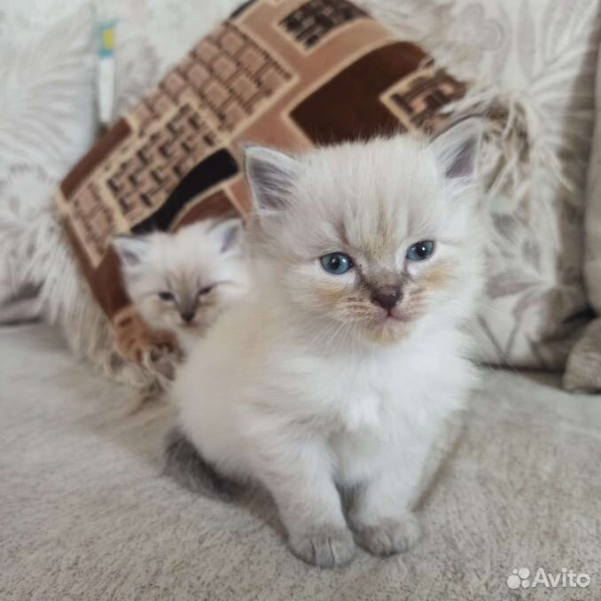 Тайские котята (девочки)