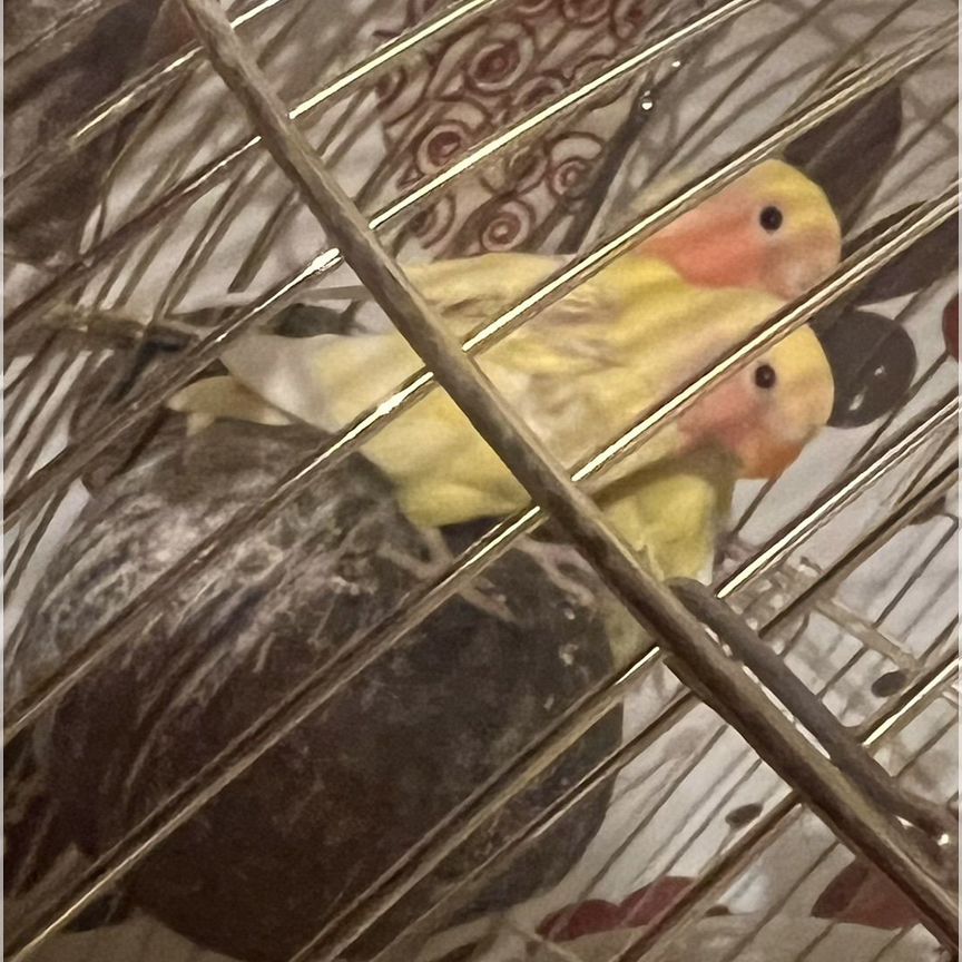 Неразлучники