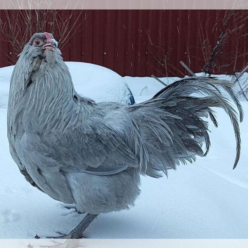 Петух амераукана лаванда