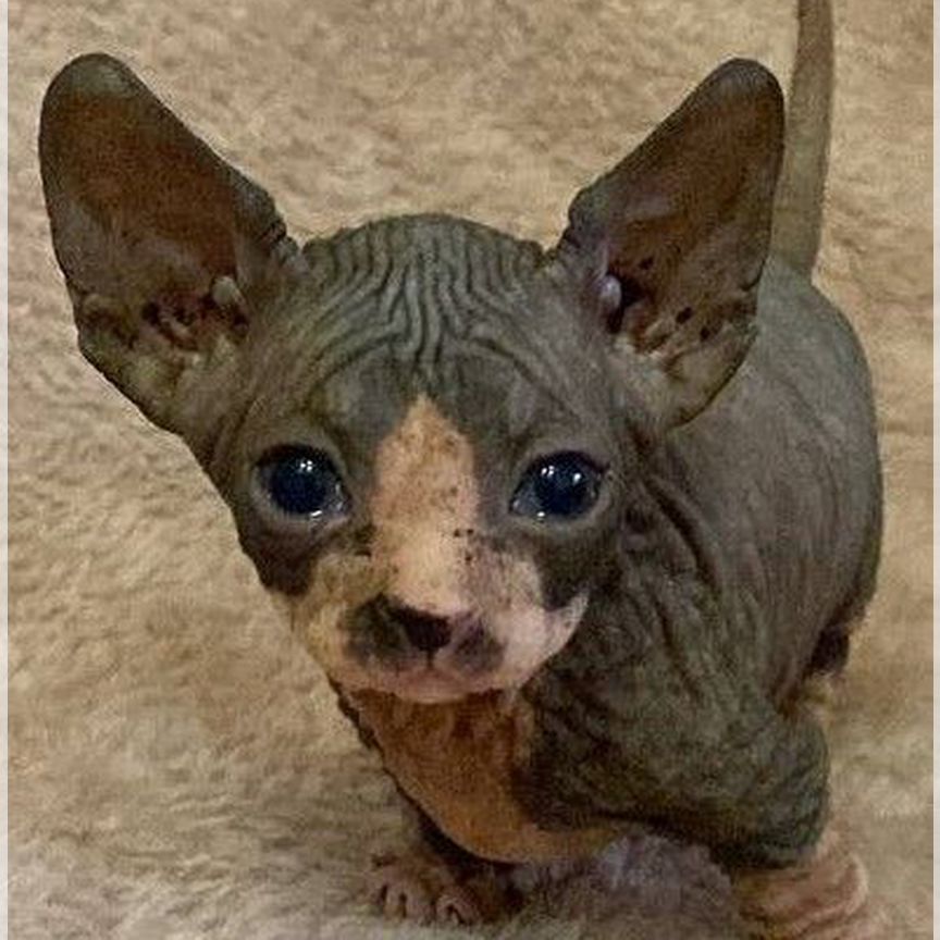 Канадский сфинкс котёнок