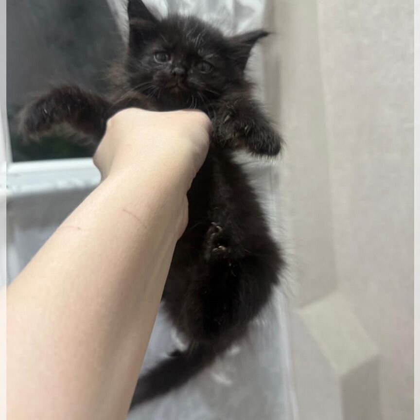 Котенок девочка в добрые руки