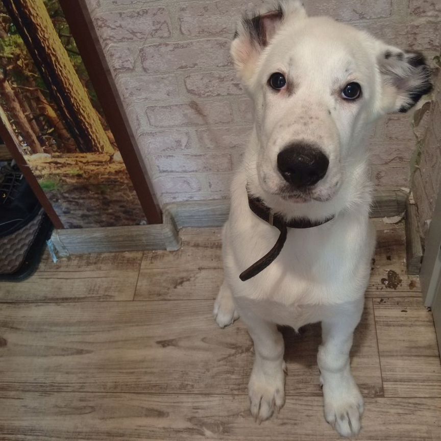 Среднеазиатская овчарка, щенок