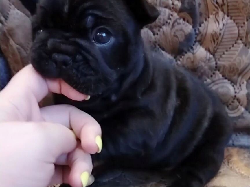 Французский бульдог