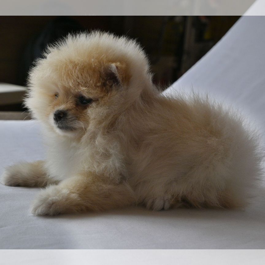 Померанский шпиц, щенок