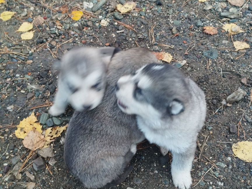 Продам щенков маламутов