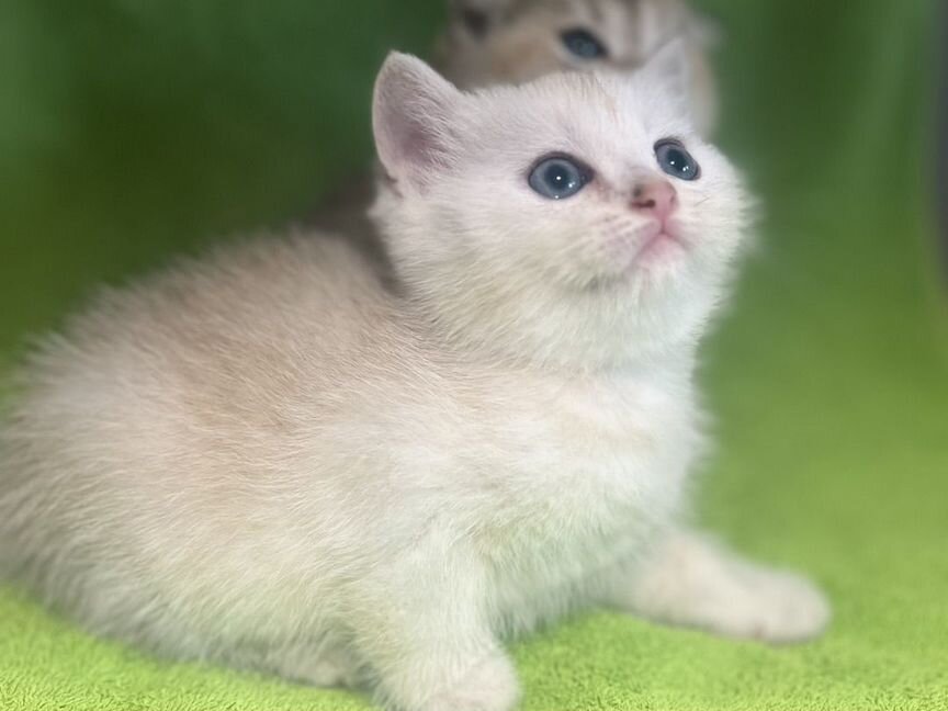 Шотландские котята