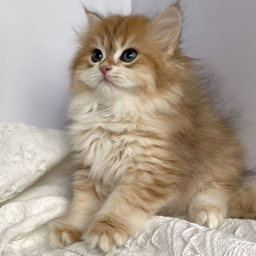 Британская золотая шиншилла длинношерстная