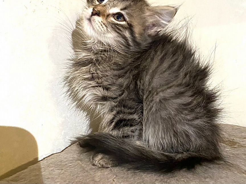Котенок 3 месяца