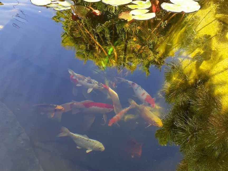 Рыбки для пруда и аквариума