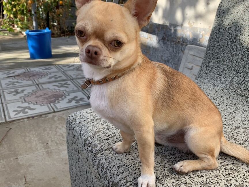 Вязка чихуахуа мальчик