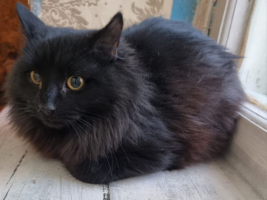 Котик Жорик в добрые руки