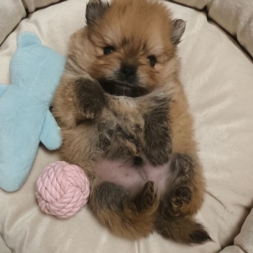 Померанский шпиц, щенок