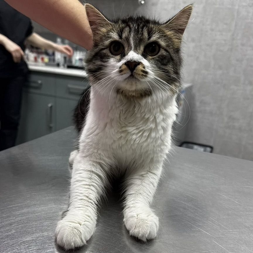 Котёнок в добрые руки