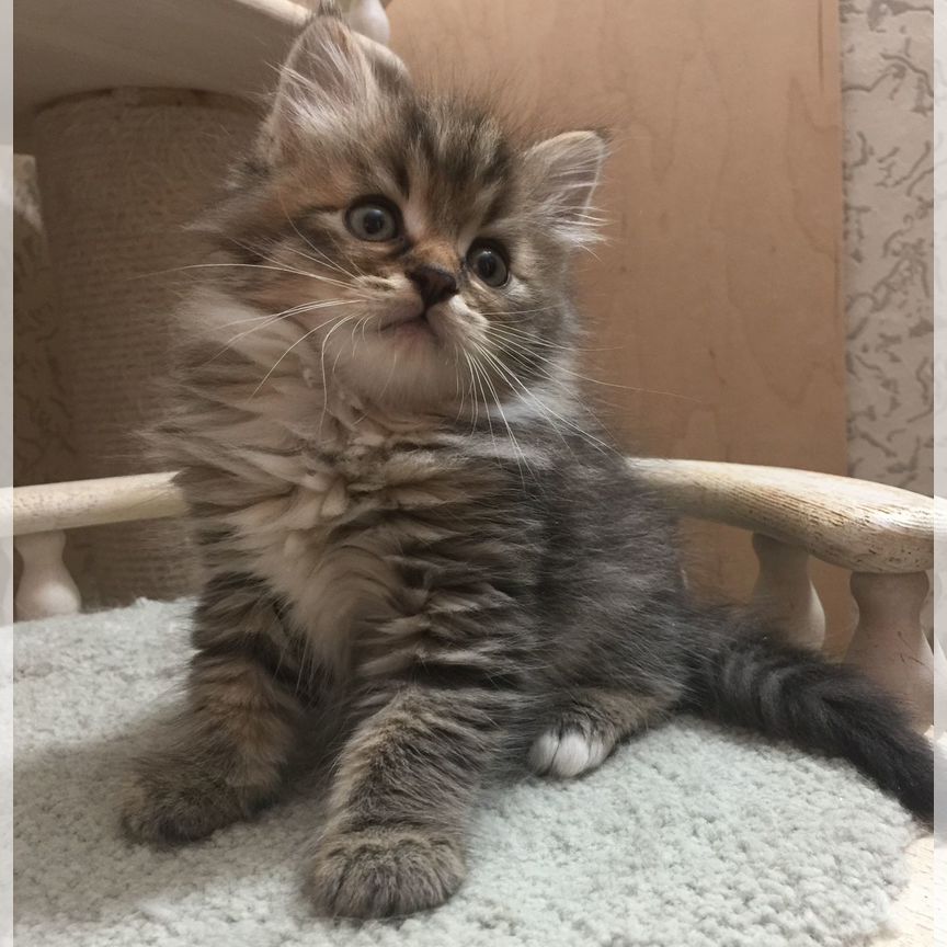 Сибирский котёнок