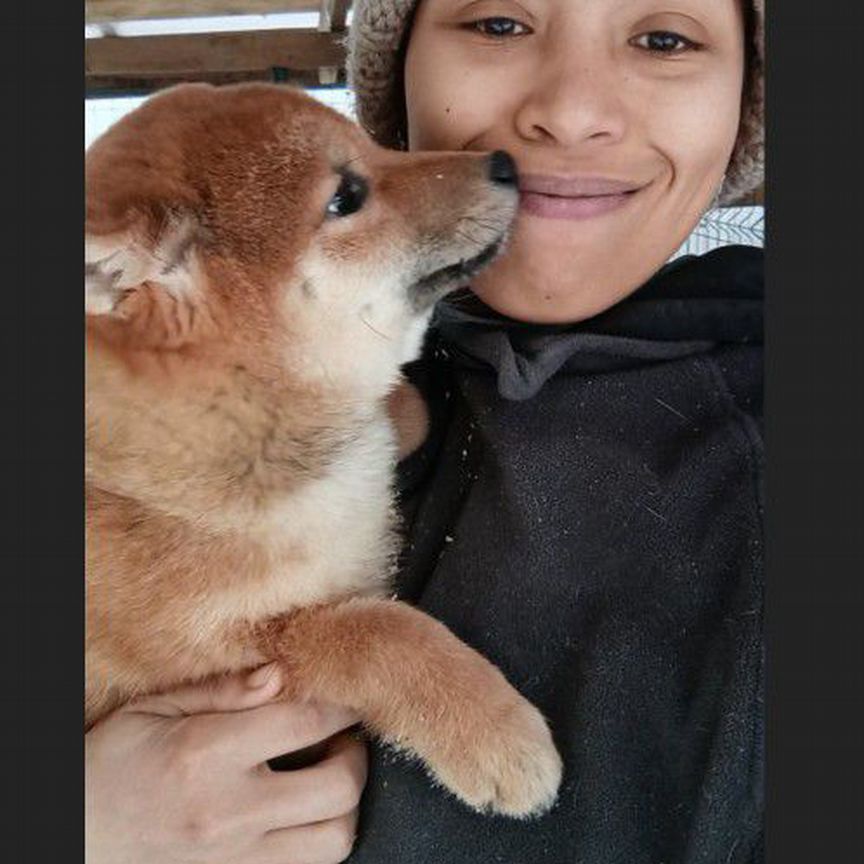 Французский бульдог, щенок