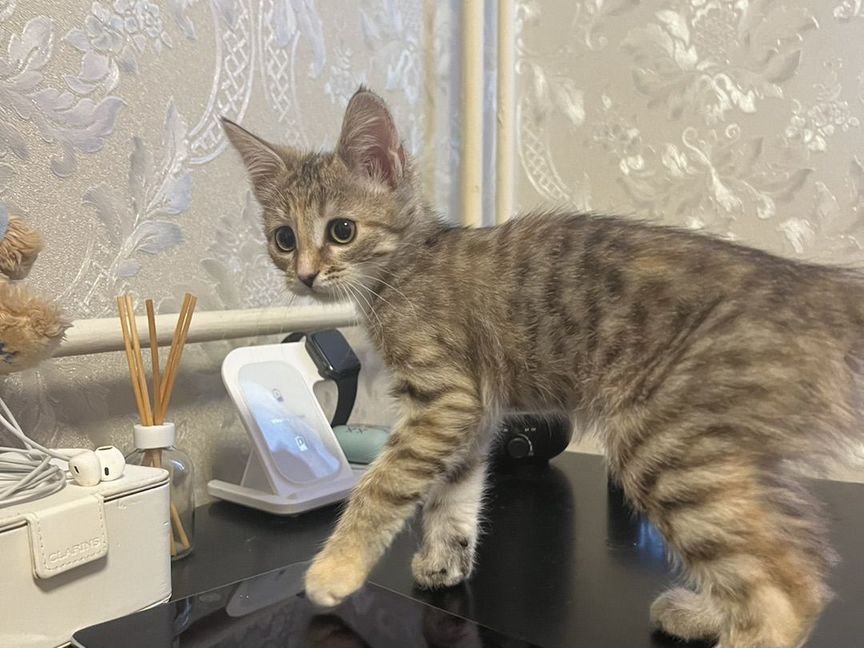 Котик бесплатно