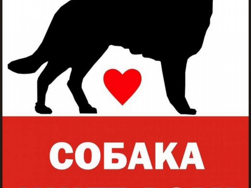 Отдам большую собаку в добрые руки