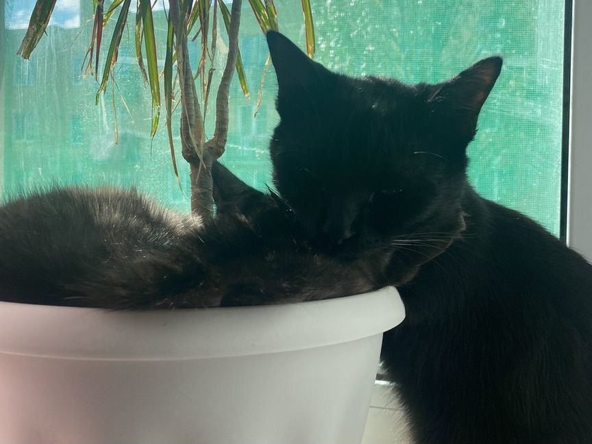 Котишки братишки