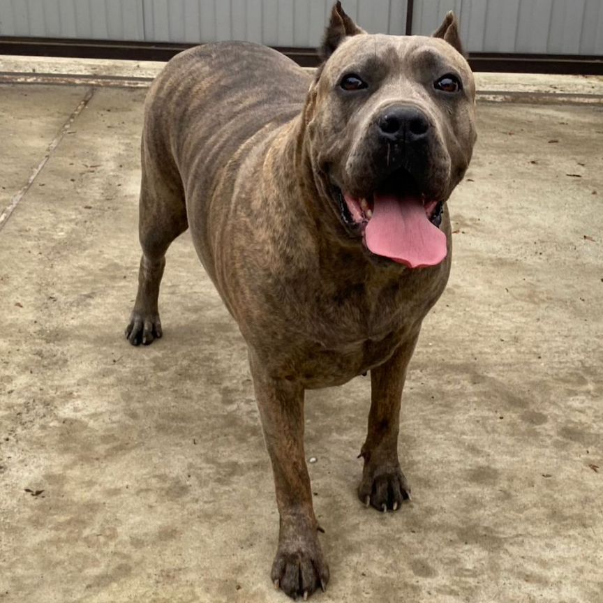 Кане-корсо, взрослая собака