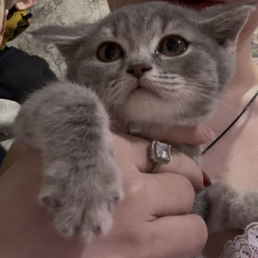 Шотландский вислоухий длинношёрстный котёнок