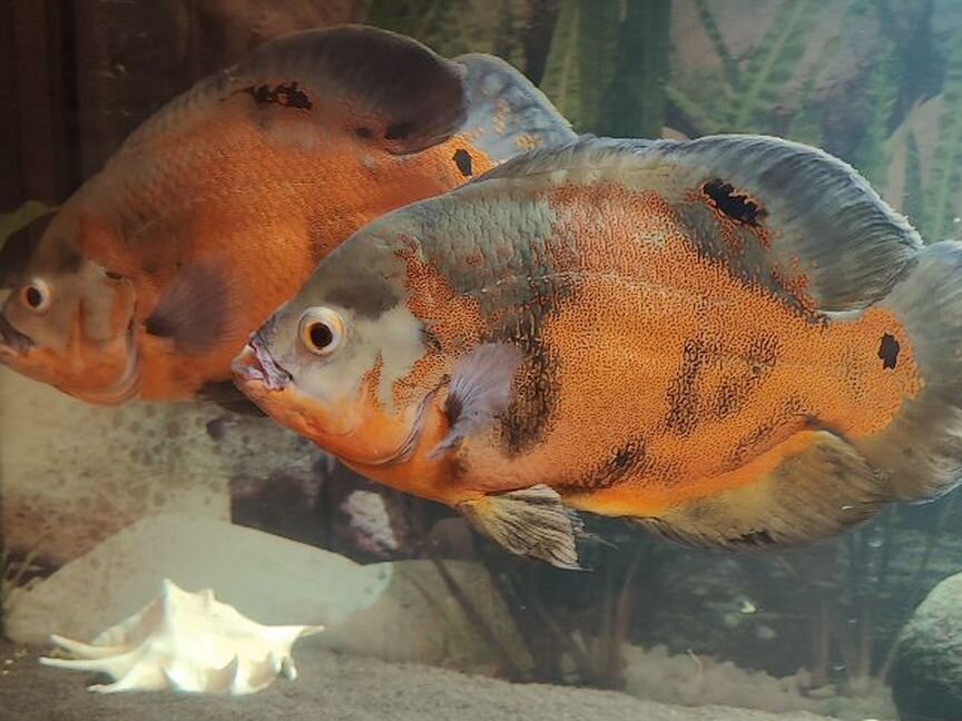 Астронотус