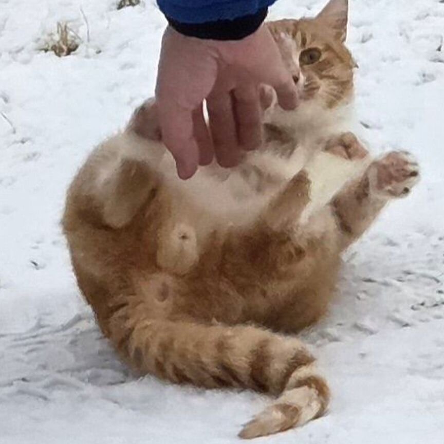 Взрослый кот в добрые руки