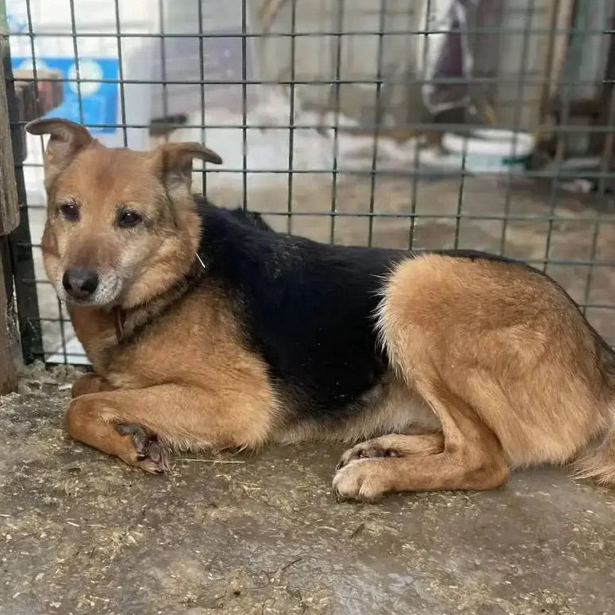 Взрослая собака в добрые руки