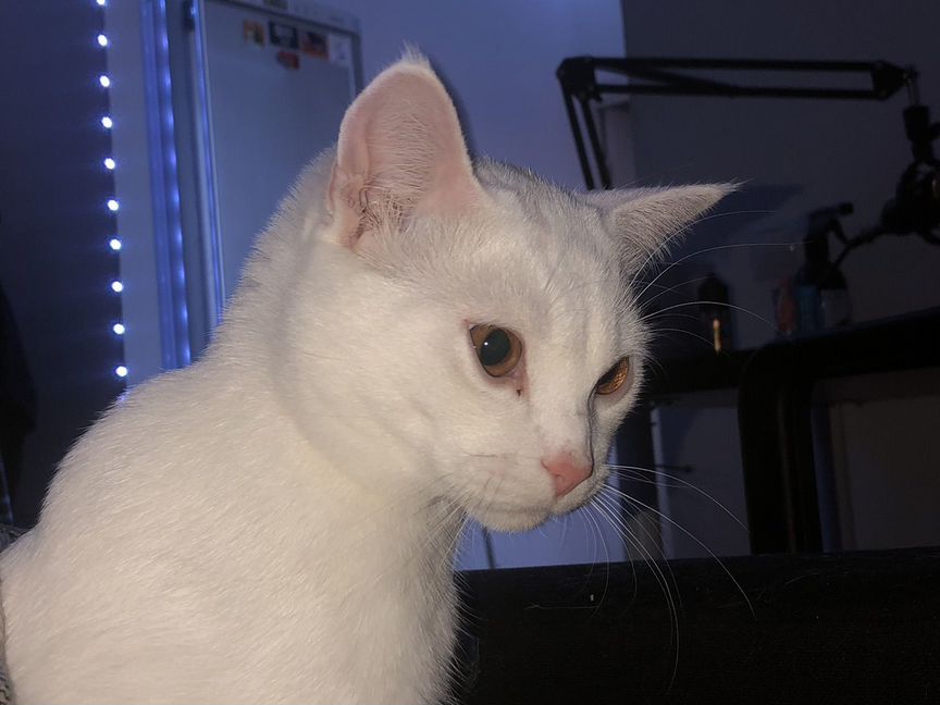 Котенок помесь британца и као-мани