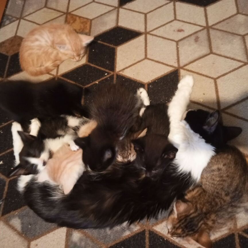 Котята в добрые руки