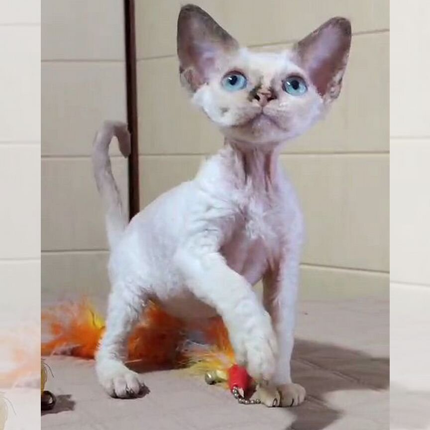 Девон-рекс котёнок