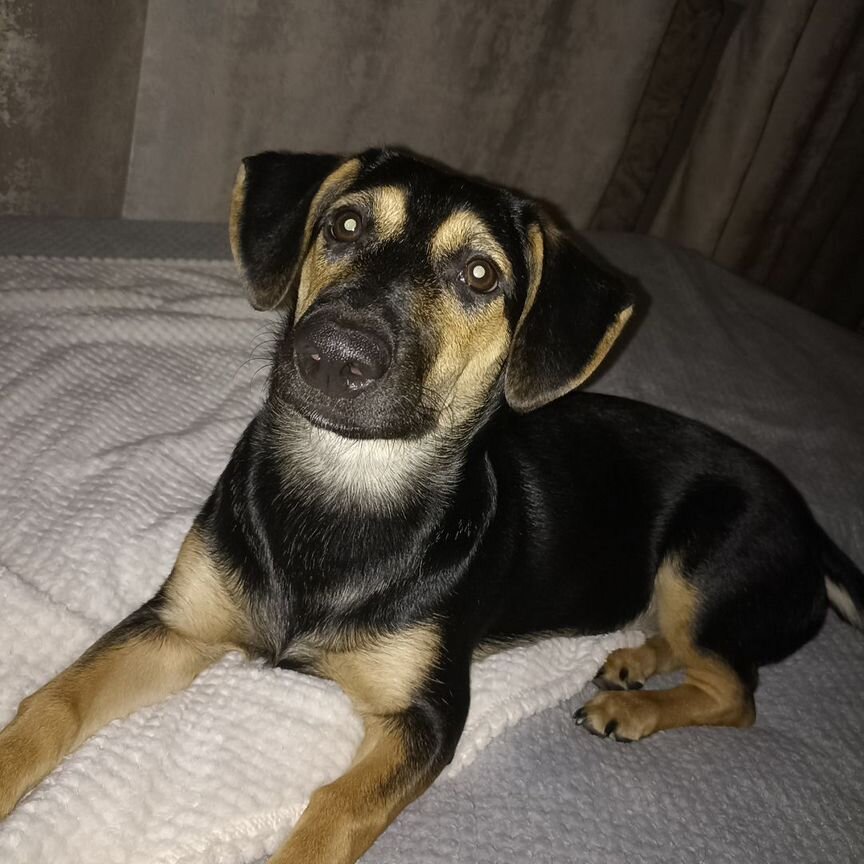 Отдам бесплатно собачку