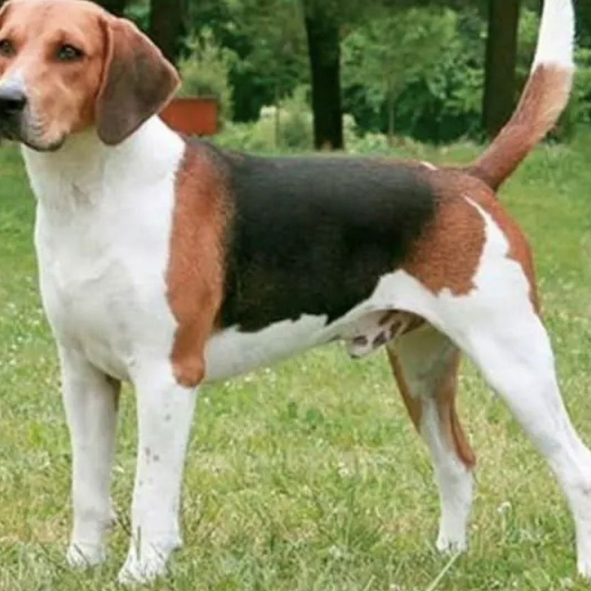 Эстонская гончая, взрослый пёс