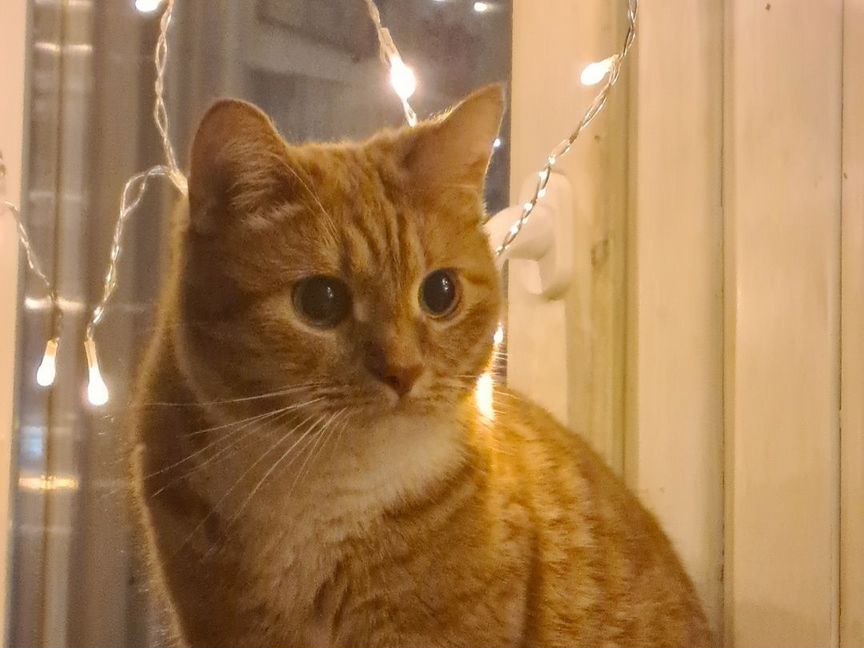 Рыжий кот в добрые руки