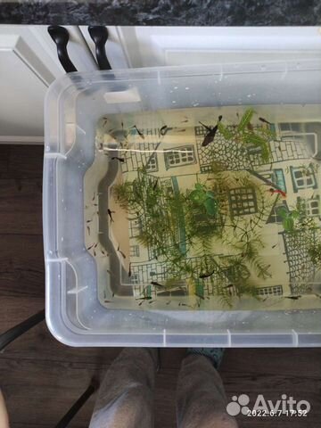 Гупи малек бесплатно