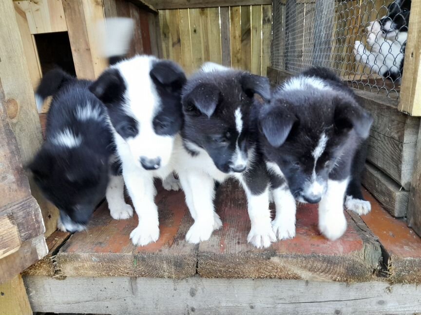 Собаки щенки