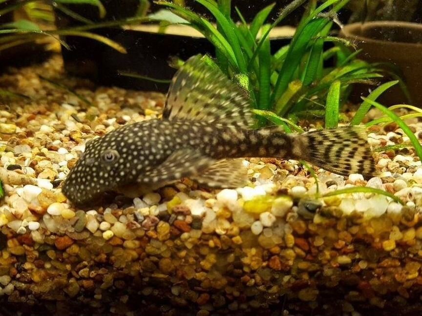 Анциструс сом