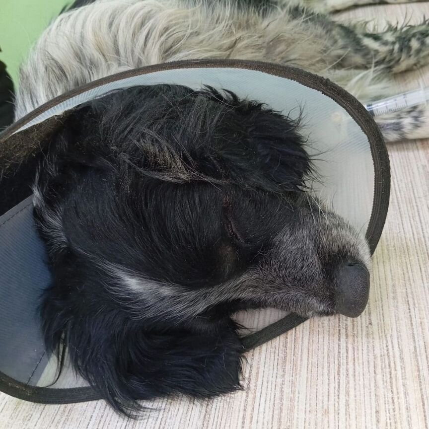 Бимка в беде