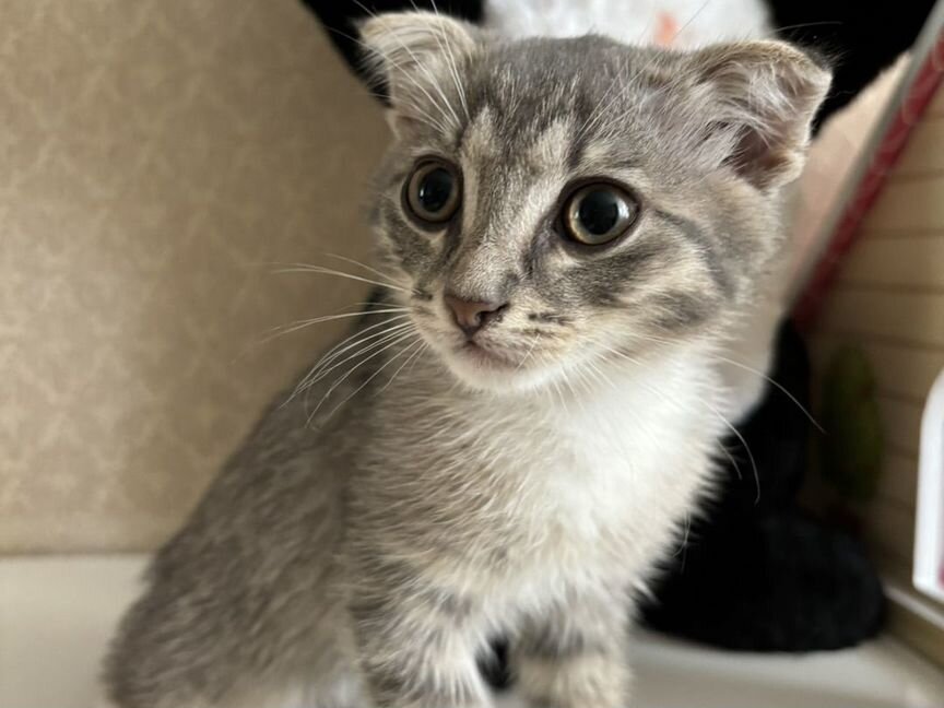Отдам в добрые руки котенка (мальчик)вислоухий