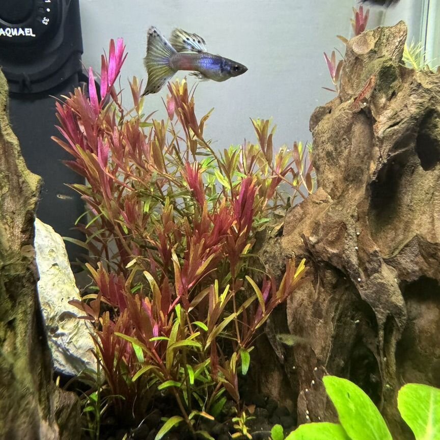 Аквариумное растение Ротала Хра