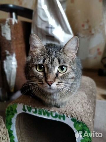 Кошка камышового окраса