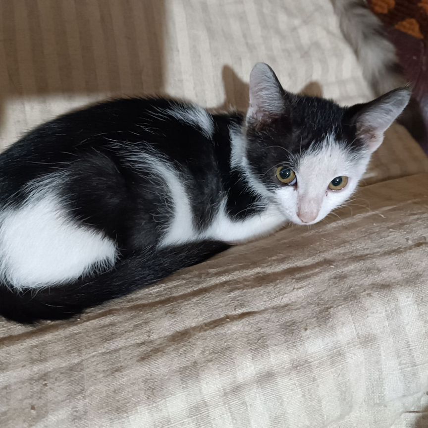 Котенок мальчик