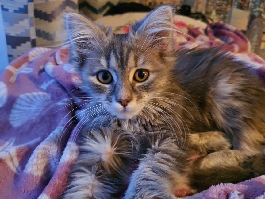 Котенок ищет дом
