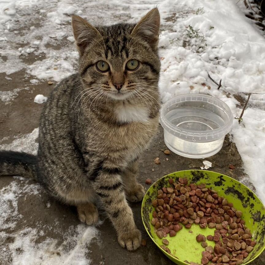 Котёнок в добрые руки