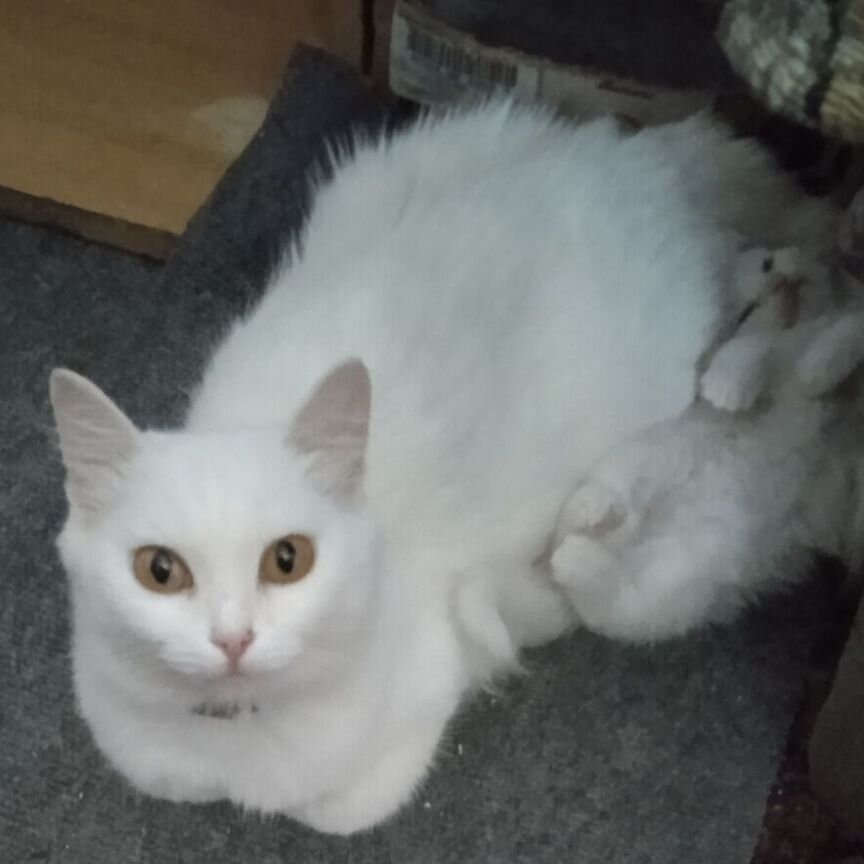 Ангорские котятки