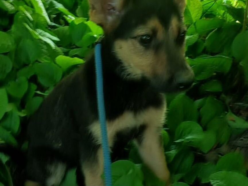 Зая, Щенок метис