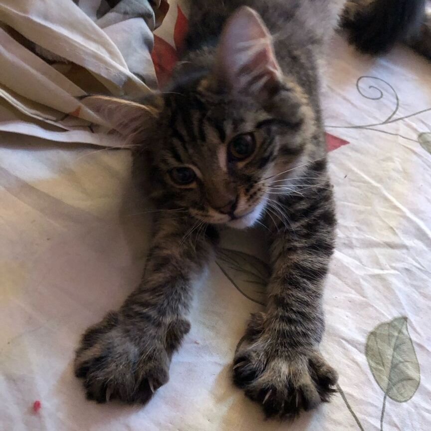 Мейн-кун котёнок