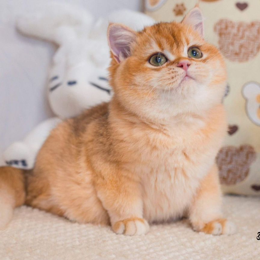 Британская плюшечка