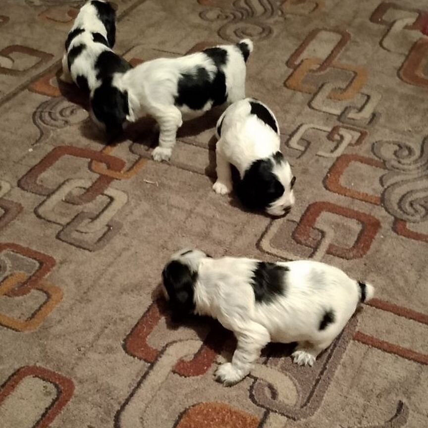 Русский охотничий спаниель, щенок