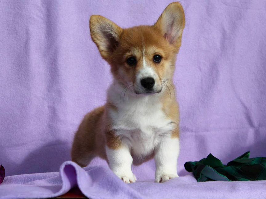 Вельш корги Пемброк