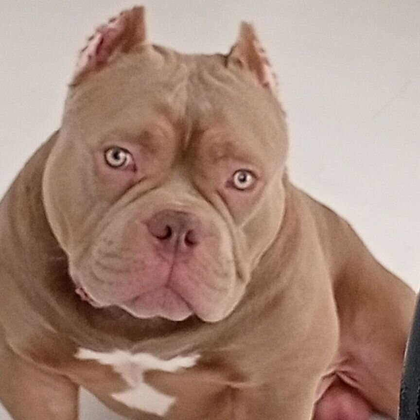 Вязка ам булли